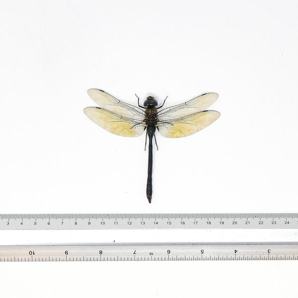 TWO (2) Green Emperor Dragonfly (Anax gibbosulus) A1 Spead Specimens - bugsdirect.com