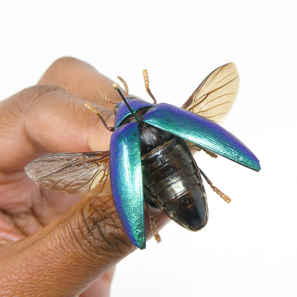 TWO (2) SPREAD Green Jewel Beetles (Sternocera aequisignata) A1 Wings ...