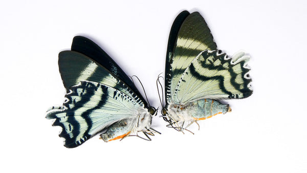 TWO (2) Alcides orontes, Seram Island Day Flying Moths, A1 Unmounted S ...