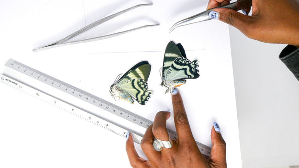 TWO (2) Alcides orontes, Seram Island Day Flying Moths, A1 Unmounted S ...