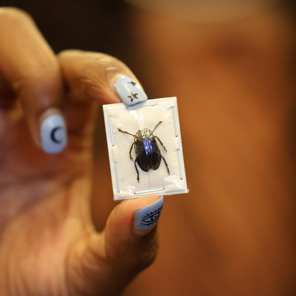 FIVE (5) Mini Blue Beetles (Aplosonyx philippinensis) A1 Entomology Sp ...