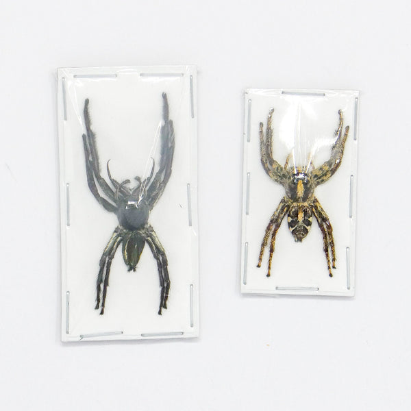 PAIR (2) Giant Jumping Spiders (Hyllus giganteus) A1 Arachnid Specimen ...