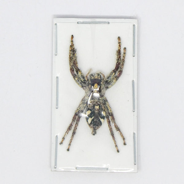 PAIR (2) Giant Jumping Spiders (Hyllus giganteus) A1 Arachnid Specimen ...