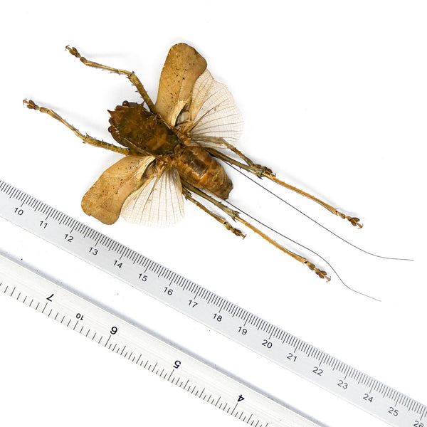 Two (2) SPREAD Dragon Headed Katydids (Lesina ensifera) A1 Specimens ...