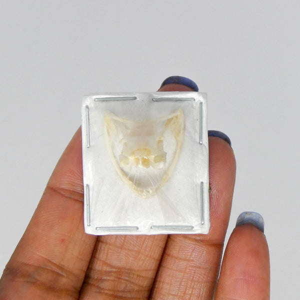 Tree Viper Snake SKULL (Trimeresurus albolabris) 30mm Skull Specimen ...