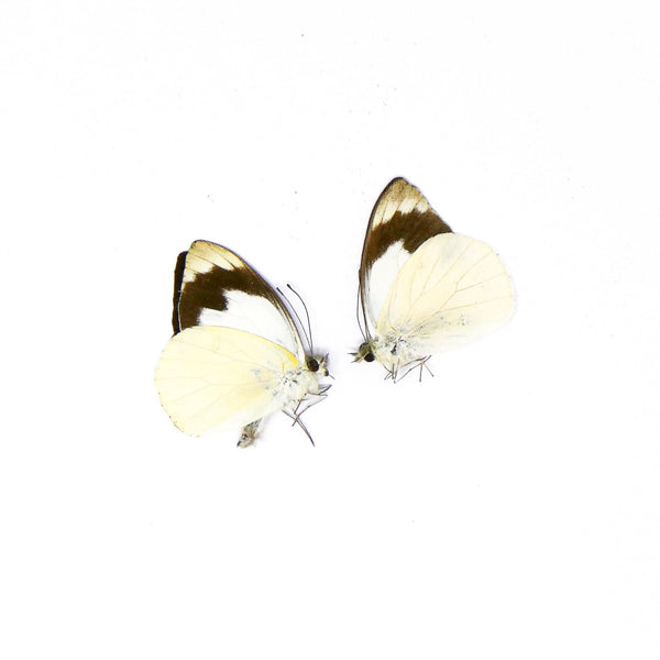 TWO (2) The Plain Puffin (Appias indra massilia) A1 Unmounted Specimen ...