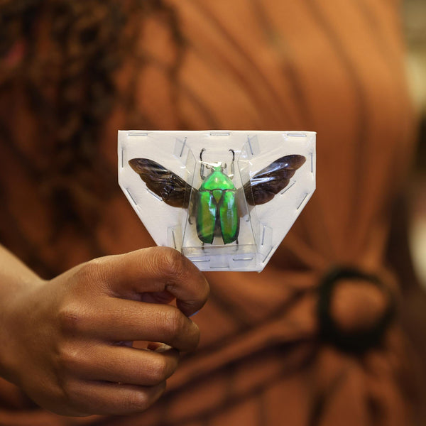 1 x SPREAD Rhomborrhina gigantea A1 Wings-open - bugsdirect.com