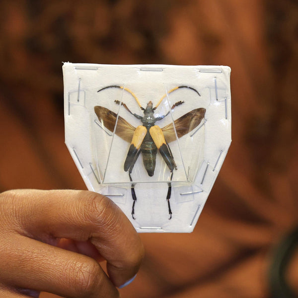 TWO (2) SPREAD Pachyteria javana A1 Wings-open - bugsdirect.com