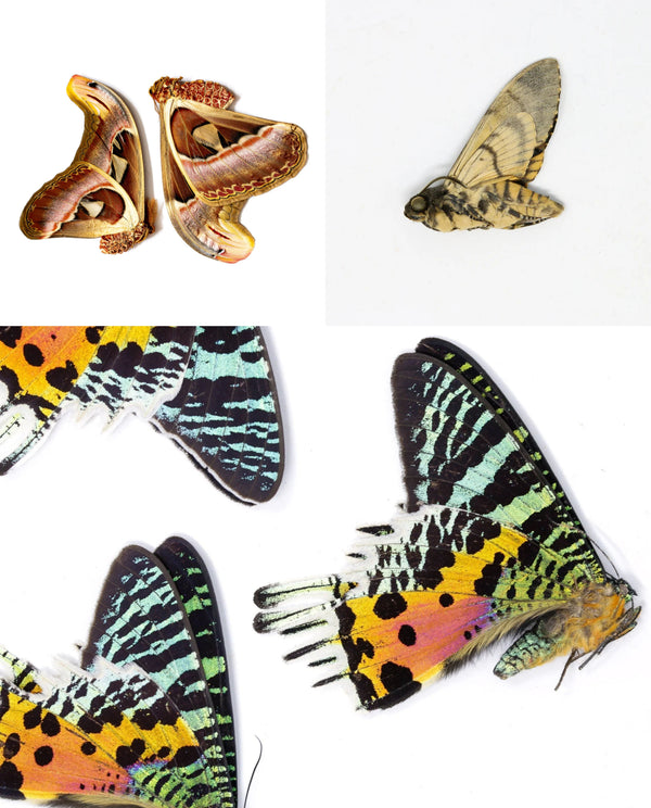 5 x Tropical Moths Special Collection, A1 Unmounted Specimens - BugsDirect