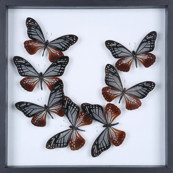 Real Framed Butterflies | Dry-preserved Specimens | 3D SEE-THROUGH Wal ...