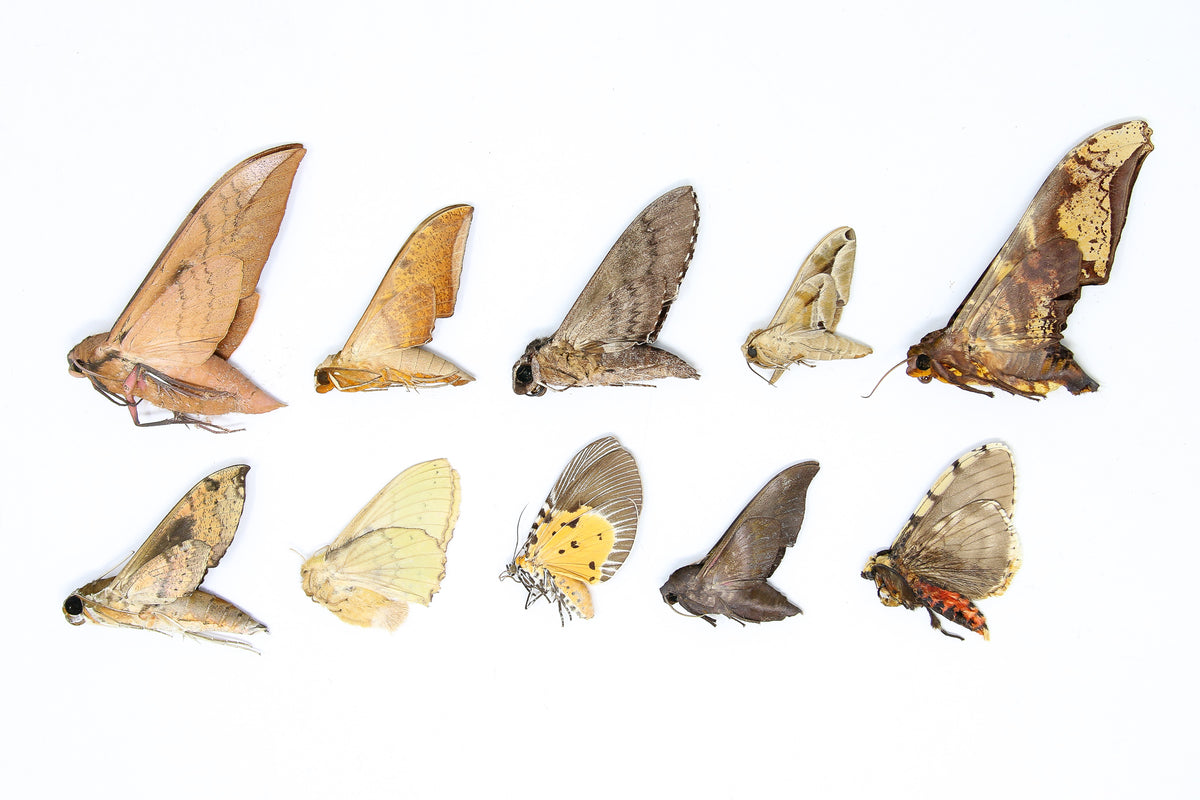 A Pack of 10 REAL MOTHS, Assorted Unmounted Tropical Lepidoptera, Ento ...