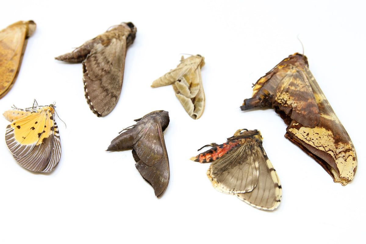 A Pack of 10 REAL MOTHS, Assorted Unmounted Tropical Lepidoptera, Ento ...