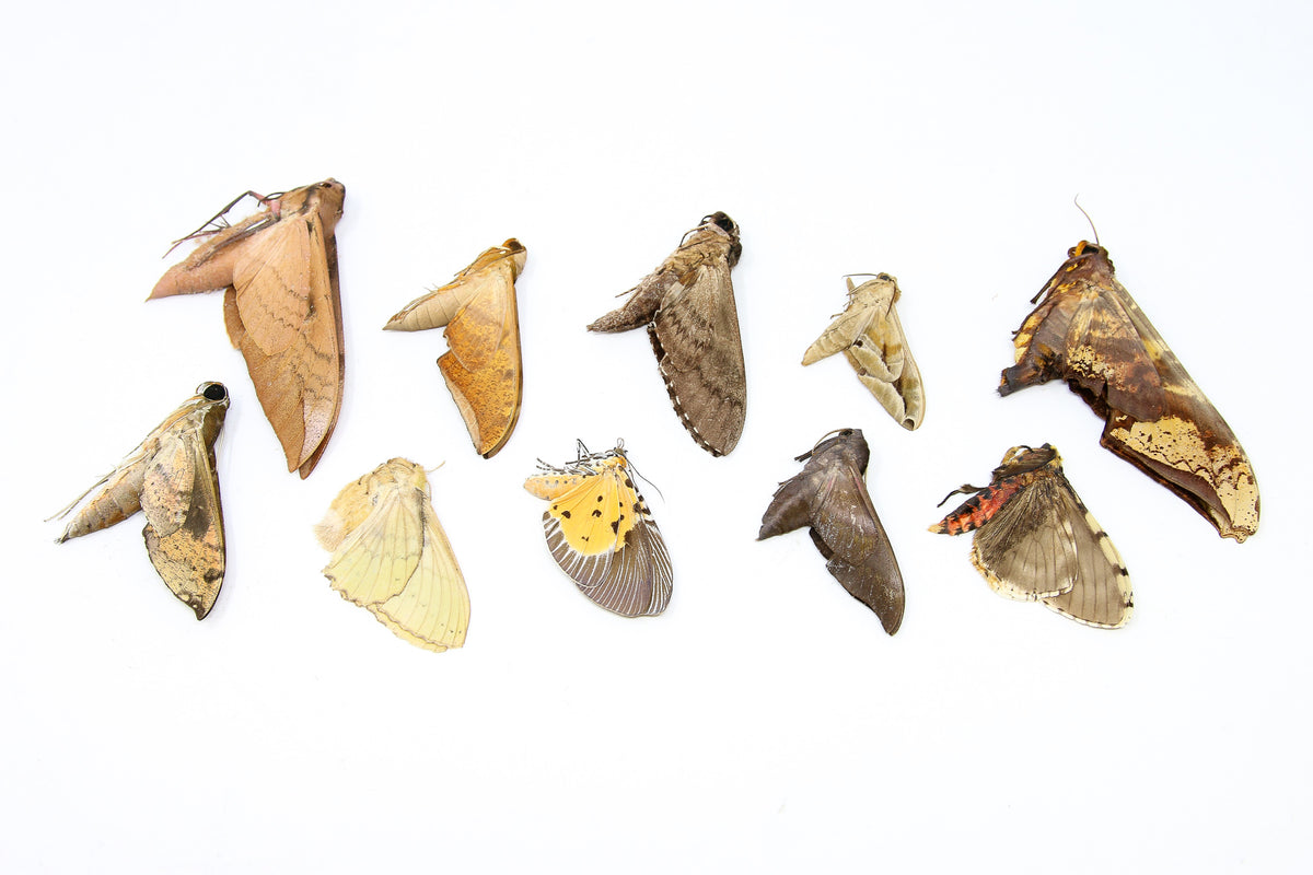 A Pack of 10 REAL MOTHS, Assorted Unmounted Tropical Lepidoptera, Ento ...