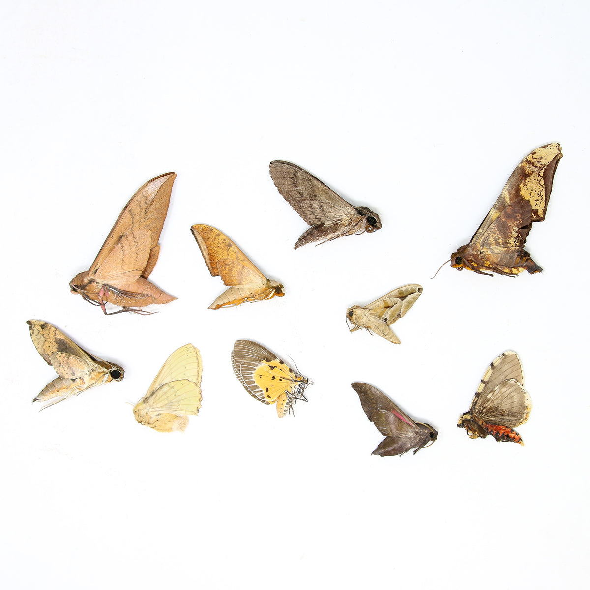 A Pack of 10 REAL MOTHS, Assorted Unmounted Tropical Lepidoptera, Ento ...