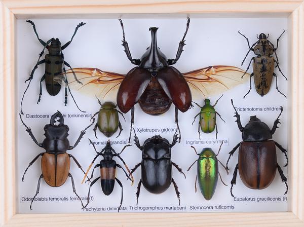 MOUNTED TROPICAL INSECTS | ENTOMOLOGY COLLECTION | FRAMED DRY-PRESERVE ...