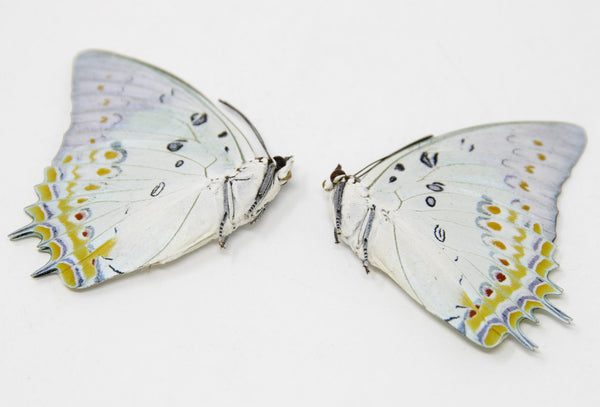 2 x Polyura delphis concha | The Jewelled Nawab | A1 Unmounted Specime ...