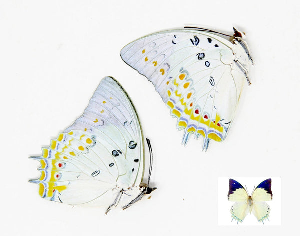 2 x Polyura delphis concha | The Jewelled Nawab | A1 Unmounted Specime ...