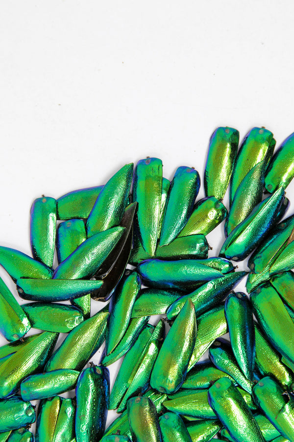 Buy 200 Jewel Beetle Wings Elytra | Sternocera Green Metallic Craft ...