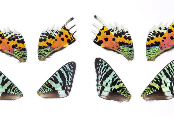 10 Madagascan Sunset Moth WINGS (Chrysiridia rhipheus) Loose Butterfly ...