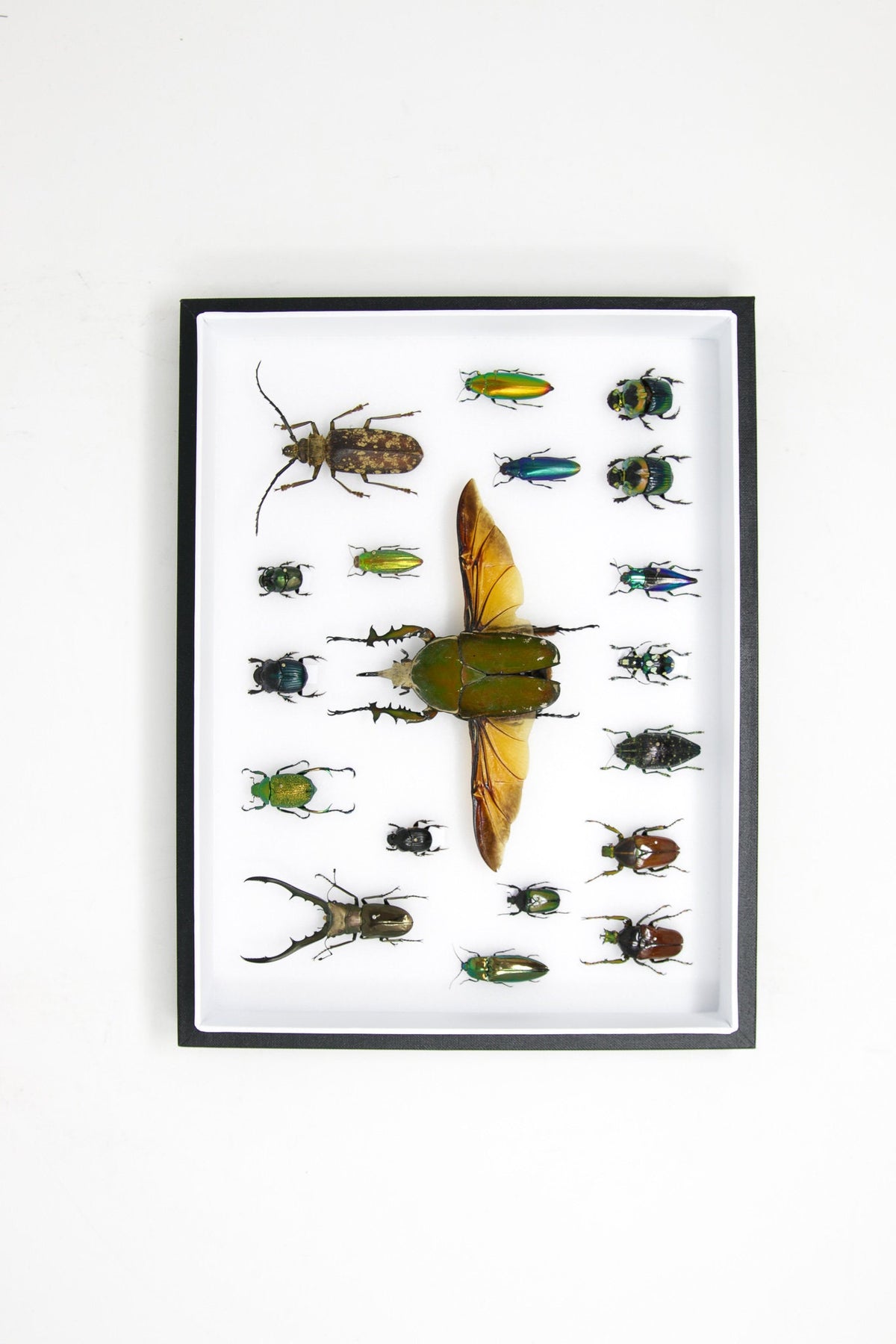 Very Fine Quality Pinned Insect Collection with Scientific Data | A1 M ...