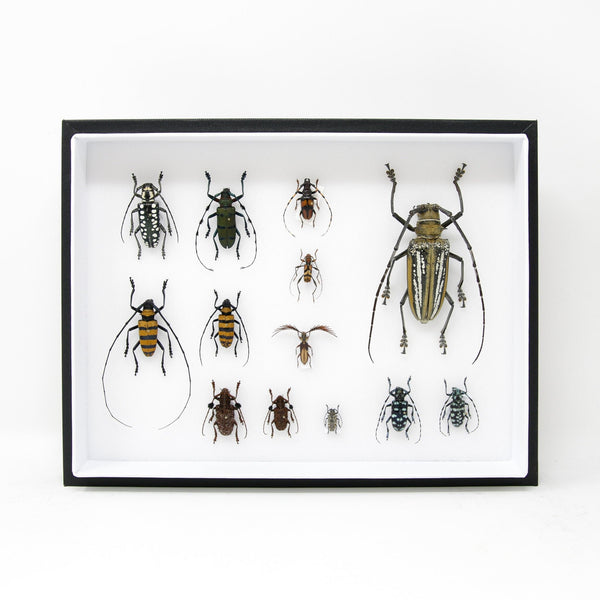 Very Fine Quality Pinned Insect Collection with Scientific Data | A1 M ...