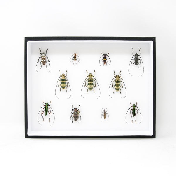 Very Fine Quality Pinned Insect Collection with Scientific Data | A1 B ...