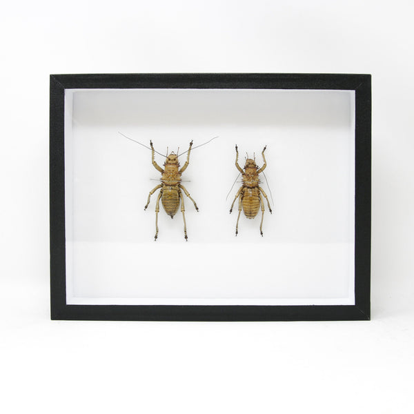 Very Fine Quality Pinned Insect Collection with Scientific Data | A1 G ...