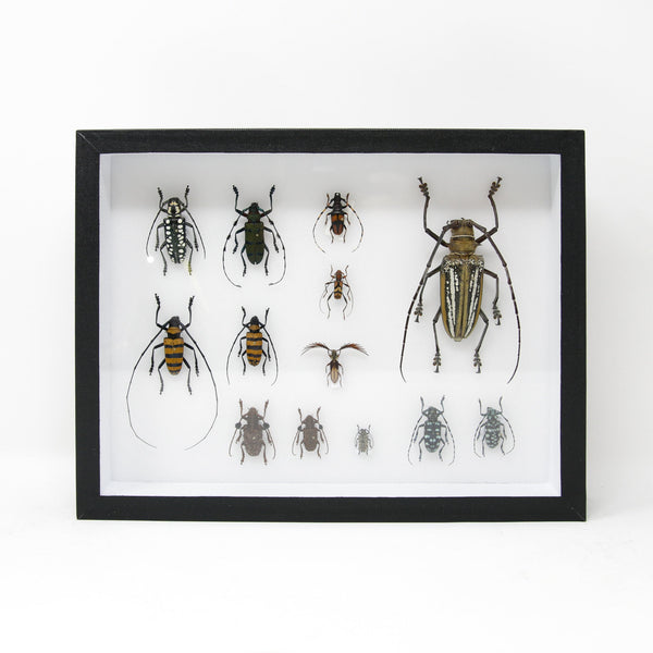 Very Fine Quality Pinned Insect Collection with Scientific Data | A1 M ...