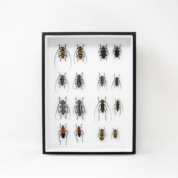 Very Fine Quality Pinned Insect Collection with Scientific Data | A1 M ...
