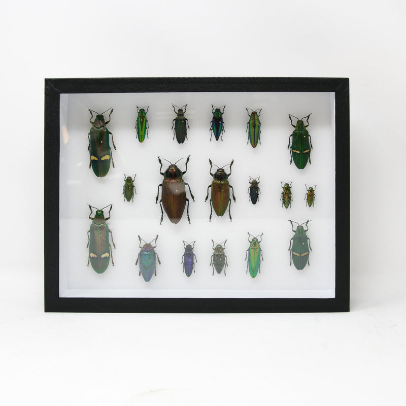 Very Fine Quality Pinned Insect Collection with Scientific Data | A1 M ...