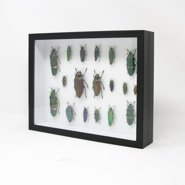 Very Fine Quality Pinned Insect Collection with Scientific Data | A1 M ...