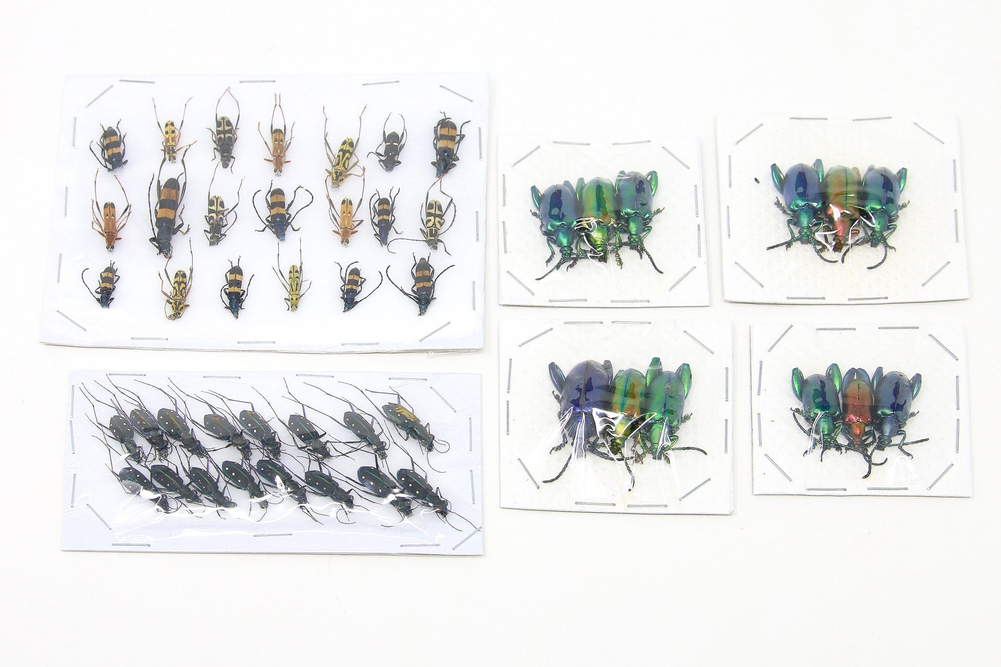 Assorted Specimens Insect Collection (Thailand) A1 Unmounted Dried Bee ...