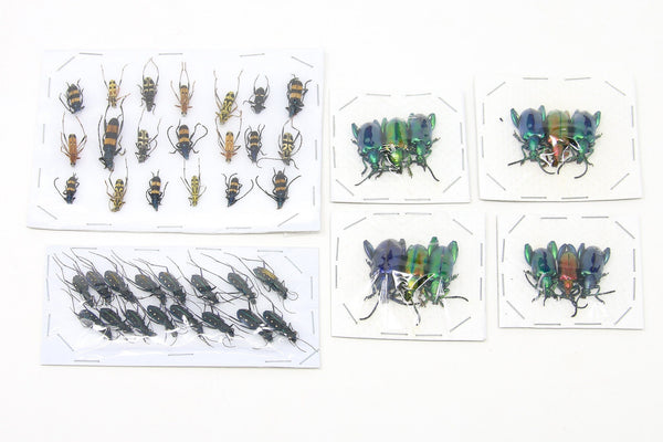 Assorted Specimens Insect Collection (Thailand) A1 Unmounted Dried Bee ...
