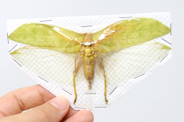 Katydid Insect Collection (Thailand) A1 Spread Specimen, Long-horned G ...