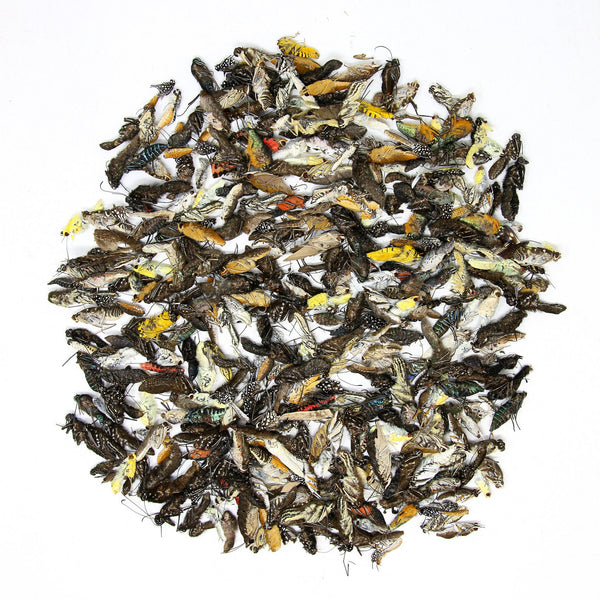 Dried Butterfly Bodies for Artistic Creation 20g - bugsdirect.com