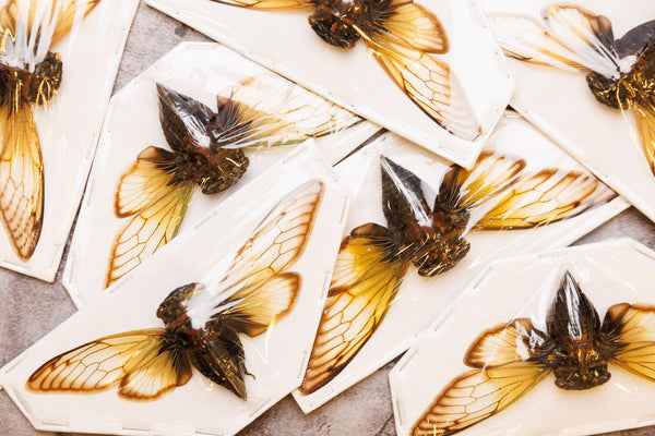 Wholesale Insect Sales, Entomology Suppliers Page 2 - bugsdirect.com