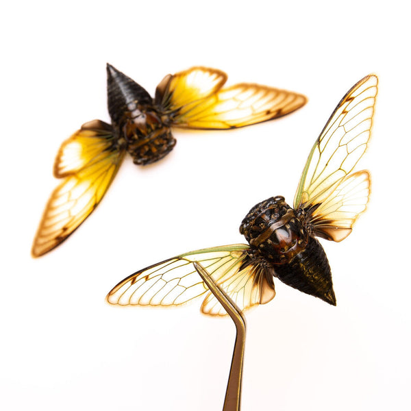 TWO (2) Cryptotympana fumipennis CICADAS 5-Inch Wingspan A1 ...