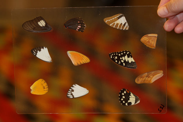 Butterfly Wings GLOSSY LAMINATED SHEET Real Ethically Sourced Specimen ...