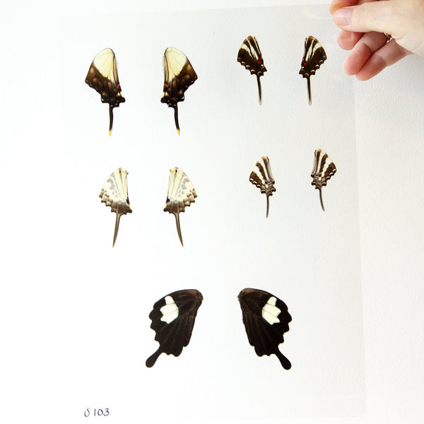 Butterfly Wings GLOSSY LAMINATED SHEET Real Ethically Sourced Specimen ...