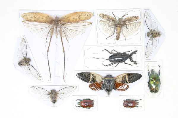 Assorted Entomolgy Specimens (Thailand) A1 Unmounted Dried Insect Coll ...