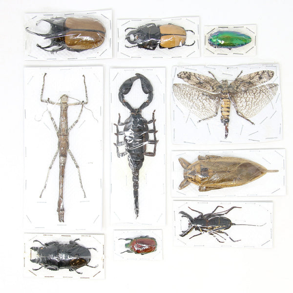 Assorted Entomolgy Specimens (Thailand) A1 Unmounted Dried Insect Coll ...