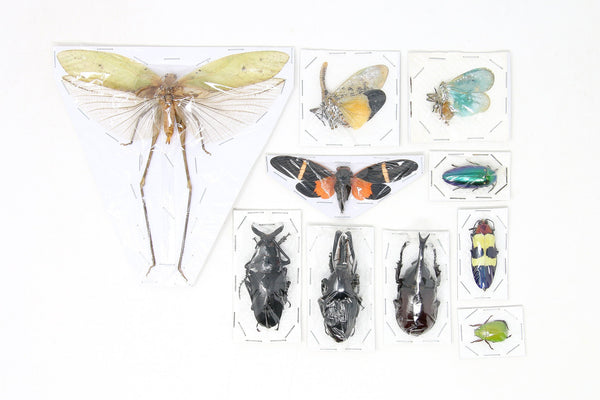 Assorted Entomolgy Specimens (Thailand) A1 Unmounted Dried Insect Coll ...