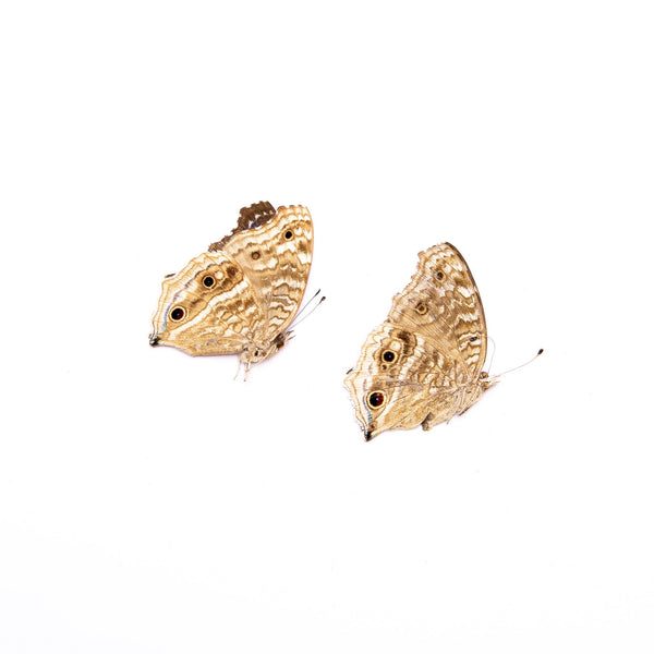 TWO (2) Junonia rhadama | A1 Real Dry-Preserved Butterflies | Unmounte ...