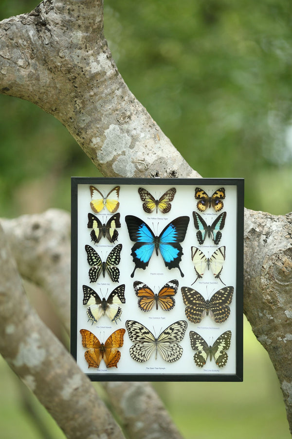 Classic Butterfly Collection Framed | 14 Tropical Species Museum ...